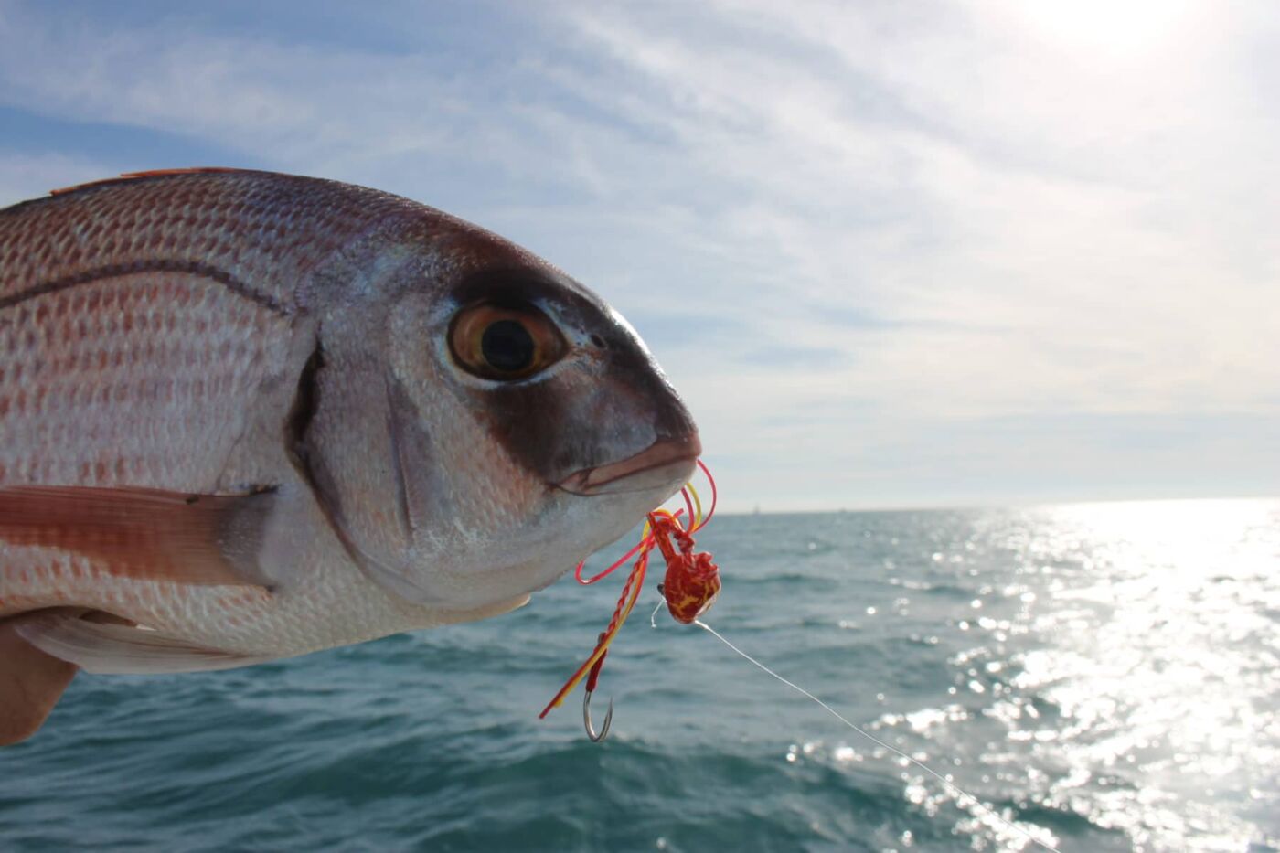 Argomento pesca - | CCSNews